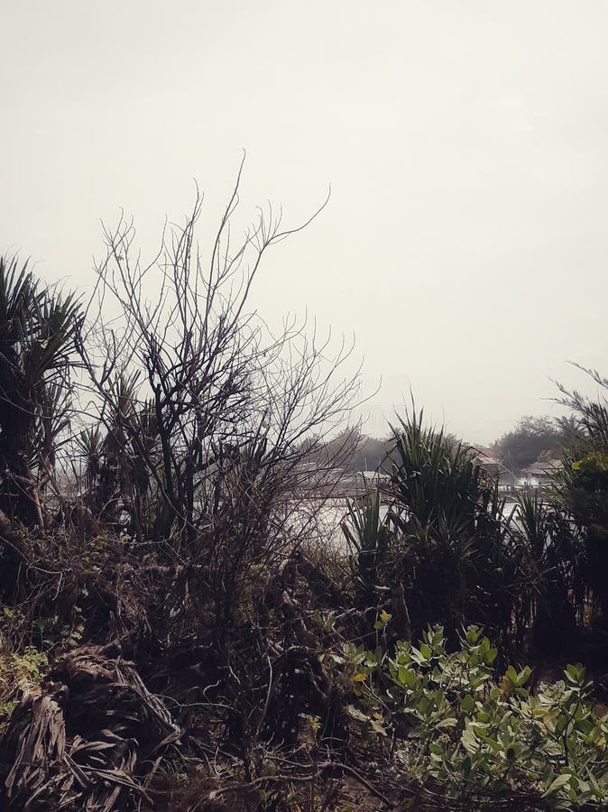 Dry plants on the beach. stock image. Image of mist - 202981411