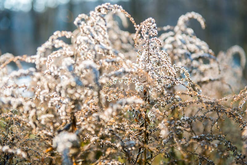 Dry plants stock image. Image of brushes, branches, flowers - 47898193