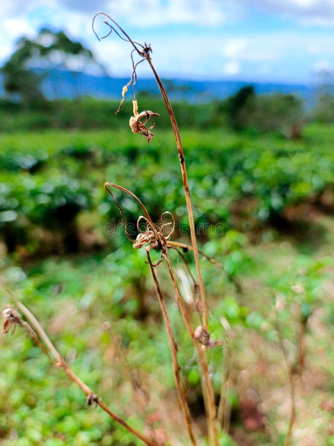Dry Plants among Green Plants Stock Image - Image of plants, green ...