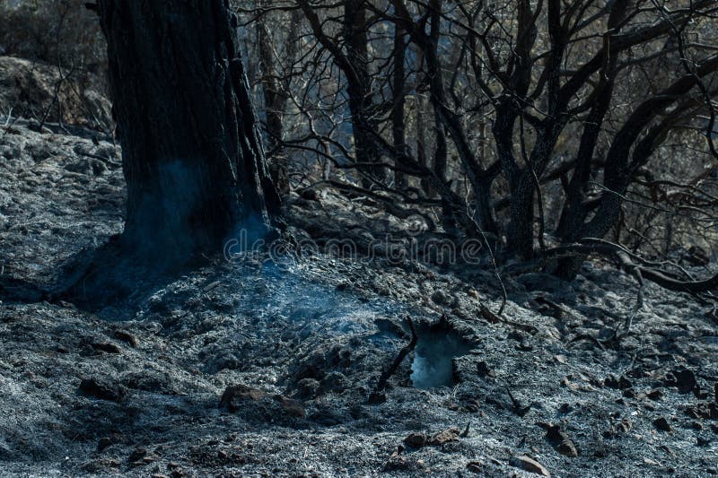 Dry Plants on Growing in the Burnt Soil in a Deserted Area Stock Photo ...
