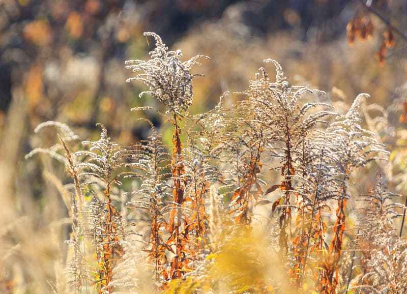 Dry Plants in Nature in the Fall Stock Photo - Image of bokeh, fall ...