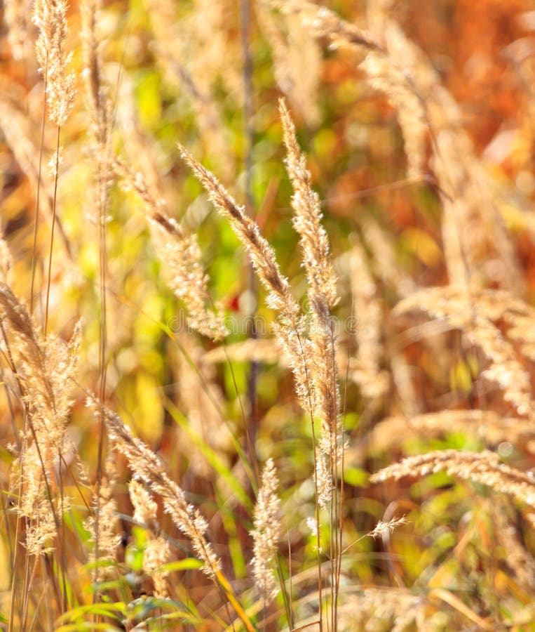 Dry Plants in Nature in the Fall Stock Photo - Image of bokeh, fall ...
