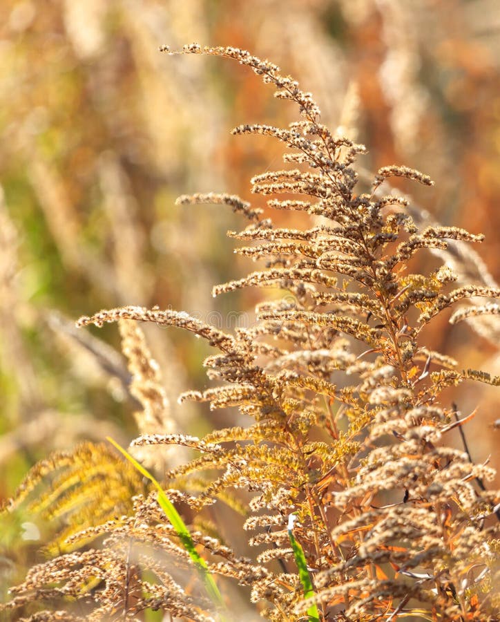 Dry Plants in Nature in the Fall Stock Image - Image of tree, macro ...