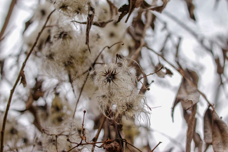 Dry plants in the nature stock image. Image of season - 135480525