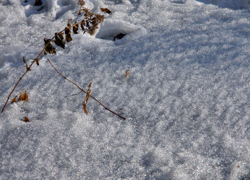 Dry Plants in Snow, Garden at Winter Stock Photo - Image of grow, copy ...