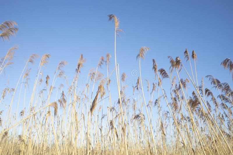 Dry Plants. Swamp Grass Against the Blue Sky Stock Photo - Image of ...