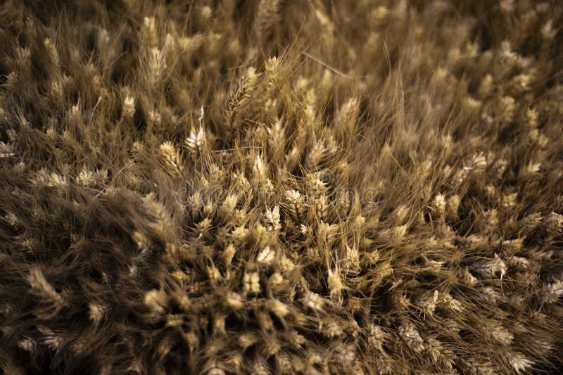 Dry Plants. Texture of Ears. Dry Stems Stock Image - Image of textured ...