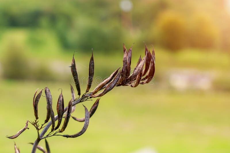 Dry Pods of Withered Wild Flower in Nature Stock Image - Image of ...