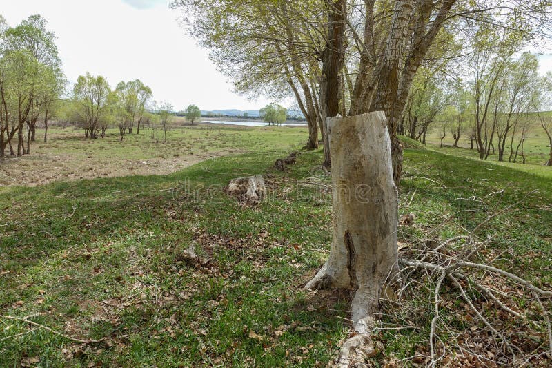Dry Poplar Tree, Dry Tree Stump, Dry Tree with Roots Stock Photo ...