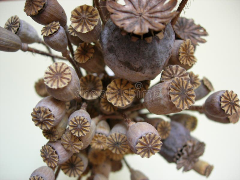 Dry poppies stock photo. Image of texture, seeds, poppy - 4982042