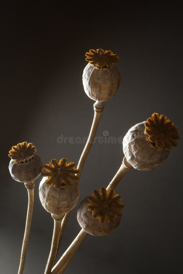 Dry Opium Poppy Isolated on a Green Background. Spreading and Combating ...