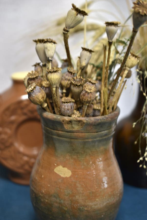 Dry Poppy Boxes Decorative Herbarium Close-up Stock Photo - Image of ...
