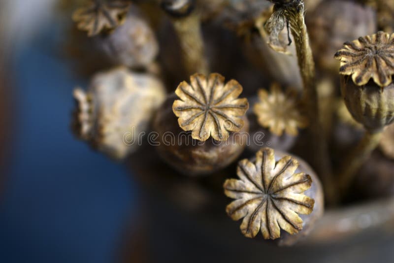 Dry Poppy Boxes Decorative Herbarium Close-up Stock Photo - Image of ...