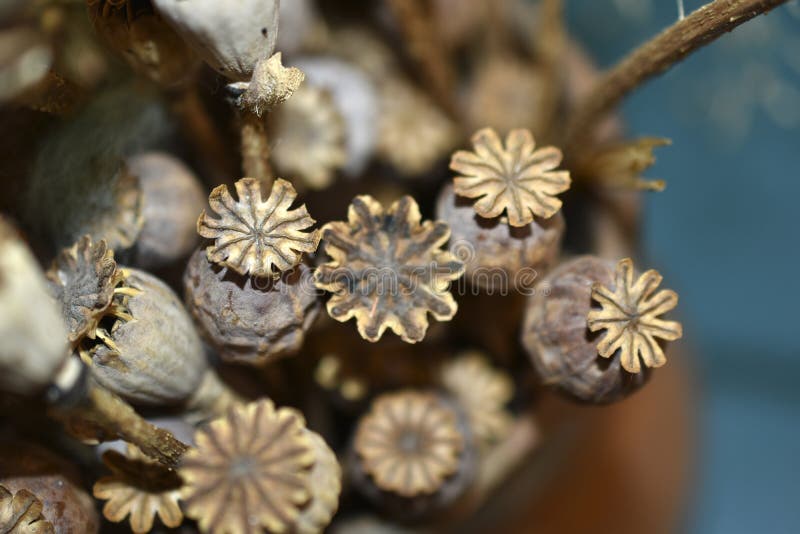Dry Poppy Boxes Decorative Herbarium Close-up Stock Image - Image of ...