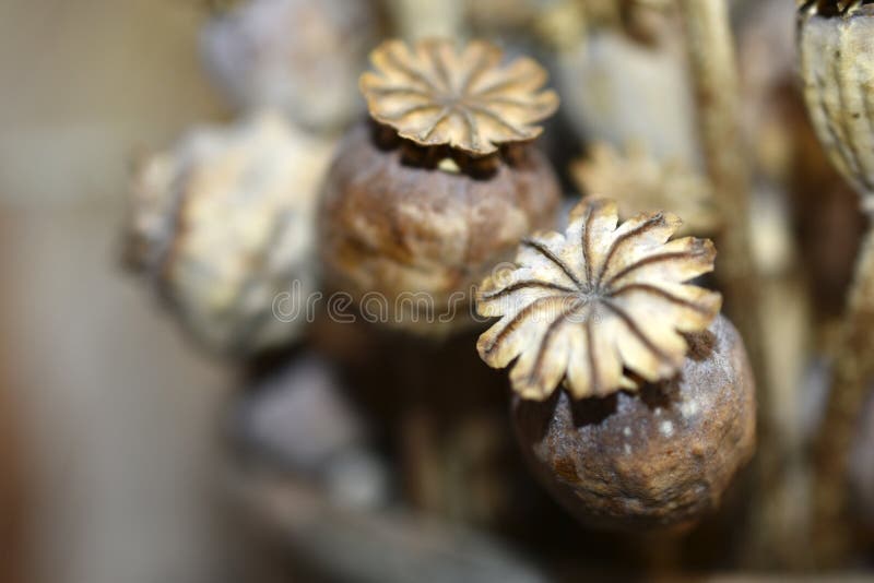 Dry Poppy Boxes Decorative Herbarium Close-up Stock Image - Image of ...