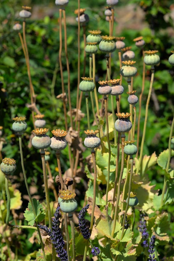 Dry Poppy Capsules, Poppy Fruit Stock Image - Image of vegetal, seed ...
