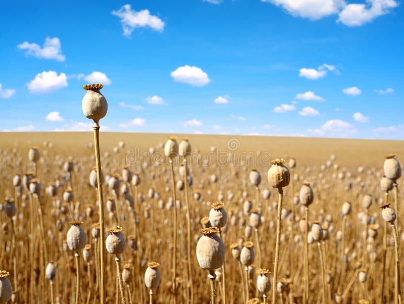 Dry poppy field stock image. Image of countryside, landscape - 67101309