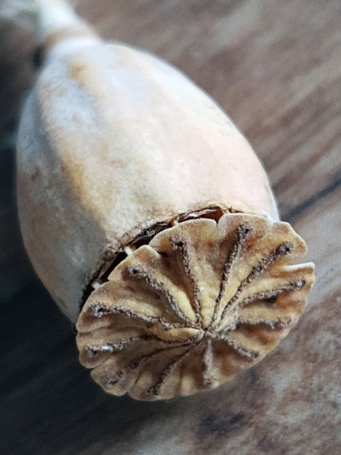 Dry Poppy Head on a Gray Background Close-up Stock Image - Image of ...