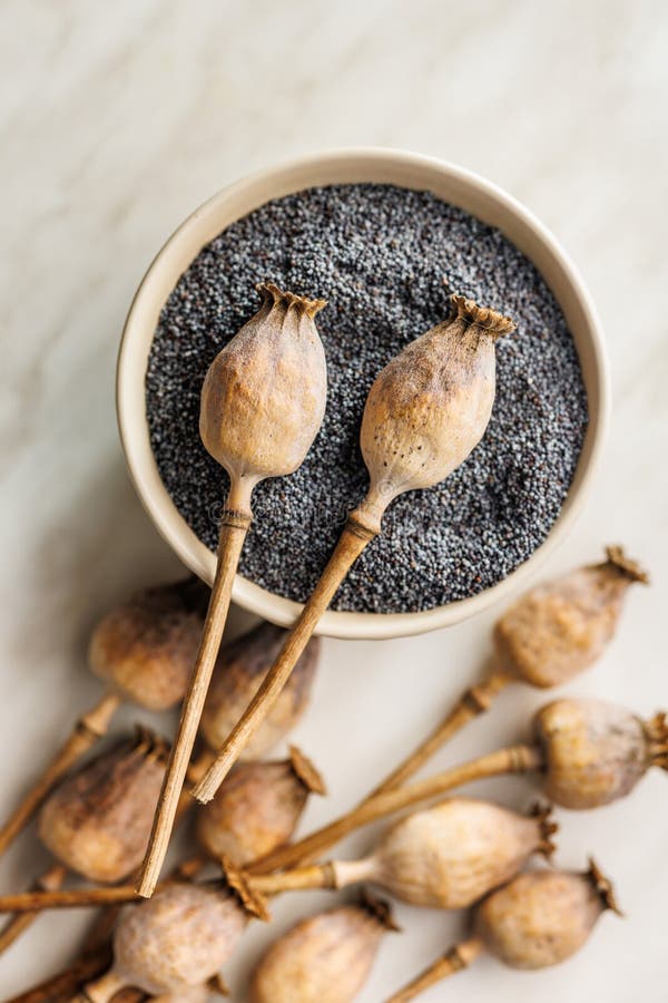 Dry Poppy Head and Poppy Seed in Bowl on Kitchen Table. Top View Stock ...