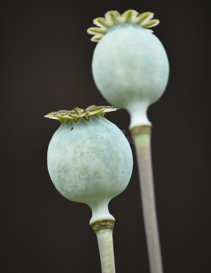 Dry Poppy Seed Pods on Stems Stock Image - Image of summer, food: 372303651
