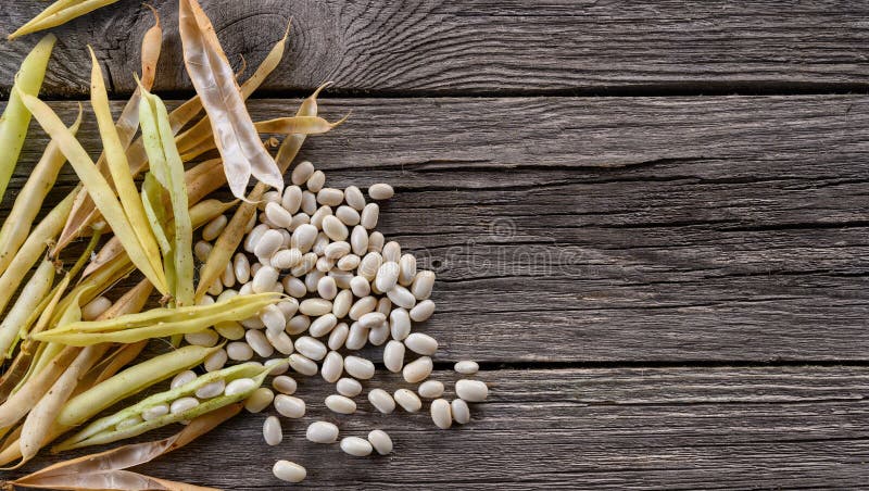String seed pods on a tree stock image. Image of green - 12163899