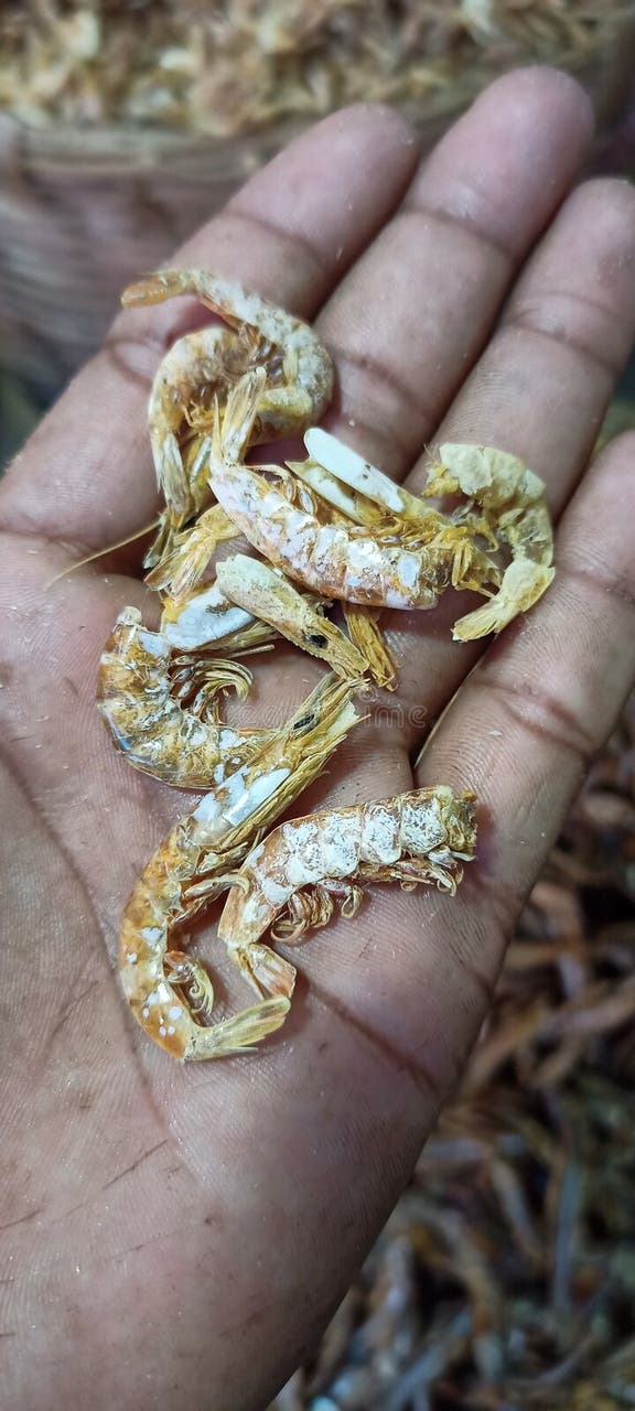 Dry prawn fish 8 stock image. Image of dish, amphibian - 259072889