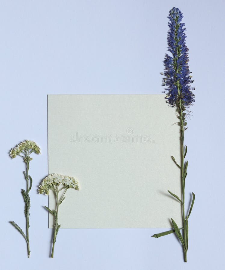 370 Pressed Flowers Border Stock Photos - Free & Royalty-Free Stock ...