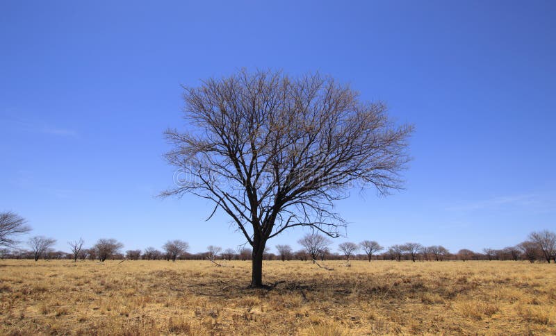 Dry Prickly Acacia Tree in Arid Outback Queensland Stock Photo - Image ...