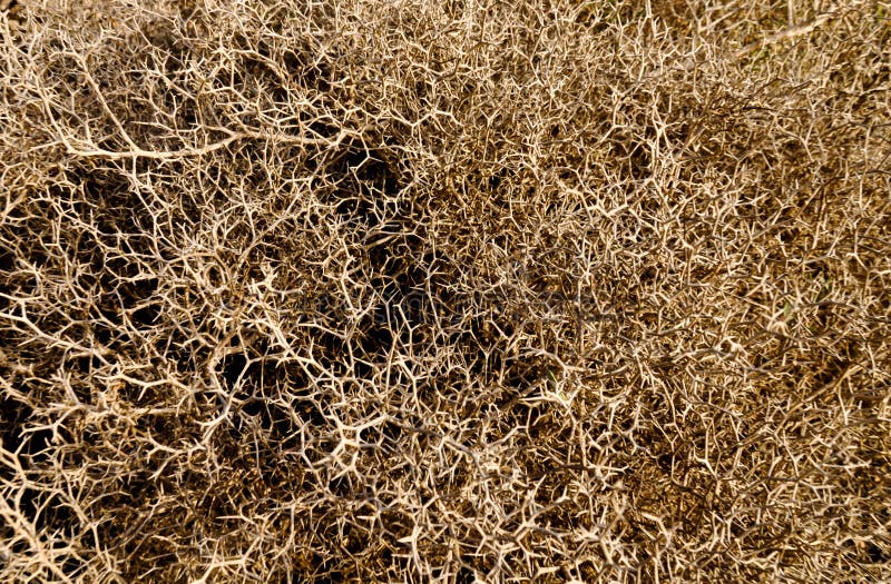 Dry Prickly Bush Background Stock Image - Image of exotic, macro: 27629339