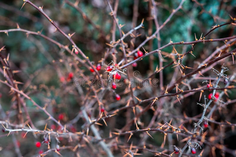 Dry and Prickly Bush with Red Berries Stock Image - Image of plant ...