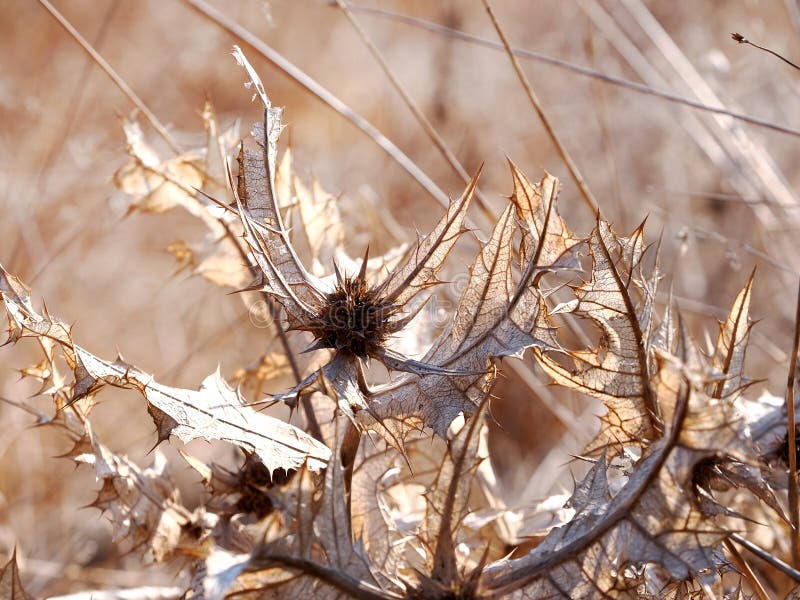Prickly Plant in the Forest Stock Photo - Image of background, thorn ...