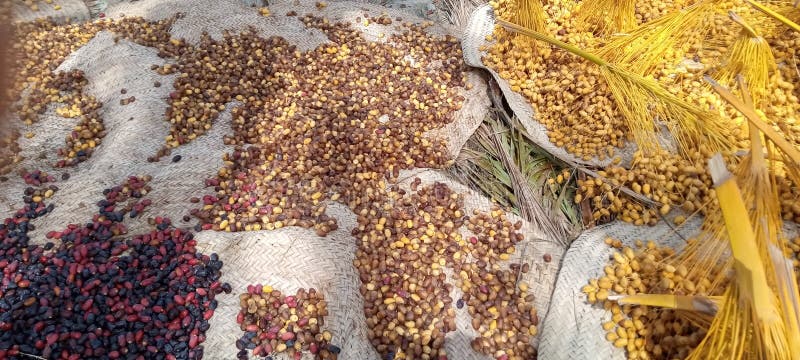 Dry Process of Dates in My Village Turbat Stock Photo - Image of ...