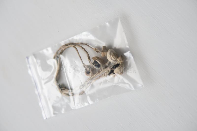 Dry Psilocybe Cubensis. Psychedelic Microdosing. Magic Shroom . Energy ...