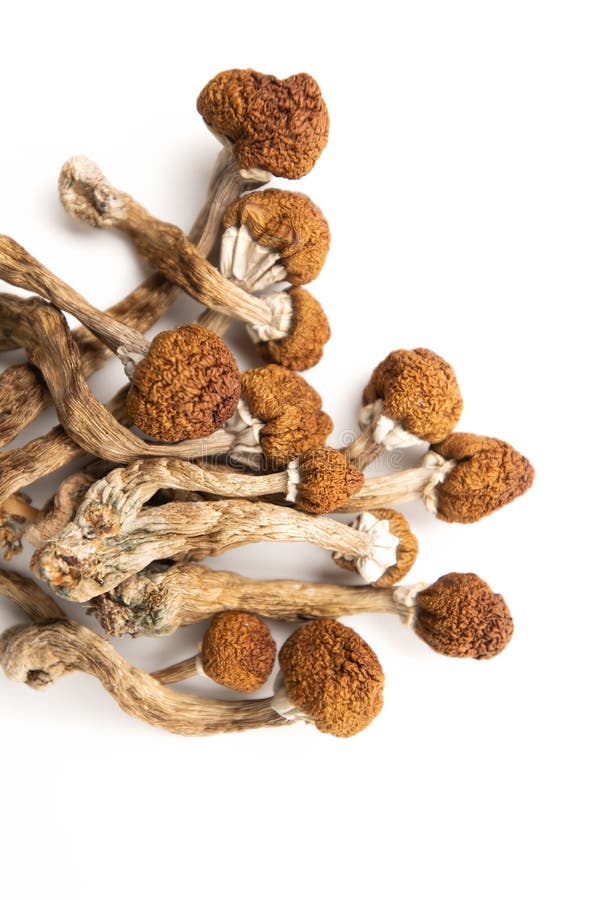 Dry Psilocybin Magic Mushrooms Stock Photo - Image of cubensis, natural ...