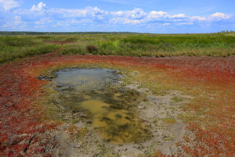 Dry puddle in steppe stock photo. Image of outdoor, spring - 96779214