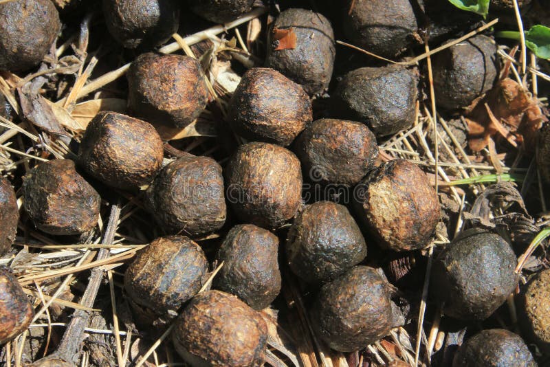 Dry Rabbit Droppings in the Sun Stock Image - Image of fecal, healthy ...