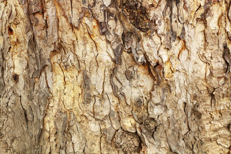 Dry Rain Tree Scale Bark Texture Background Design Stock Photos - Free ...