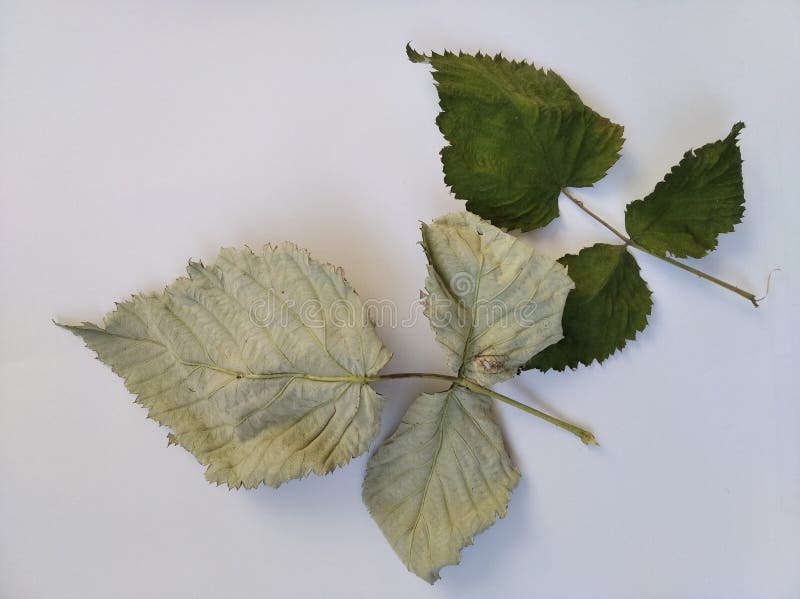 Dry Raspberry Leaves at the Beginning of October Stock Image - Image of ...