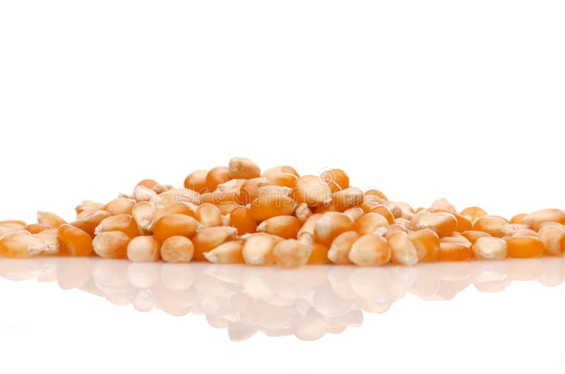 Dry, Raw Corn Seeds on White Background Stock Photo - Image of ...