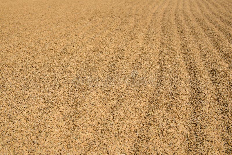 Dry Raw Paddy Rice Grain for Background and Wallpaper in Yellow Color ...