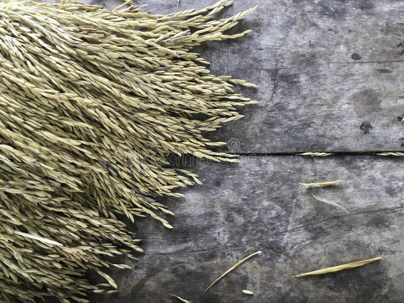 Dry Raw Rice Paddy on Left Side Old Wood Surface in Top View Stock ...
