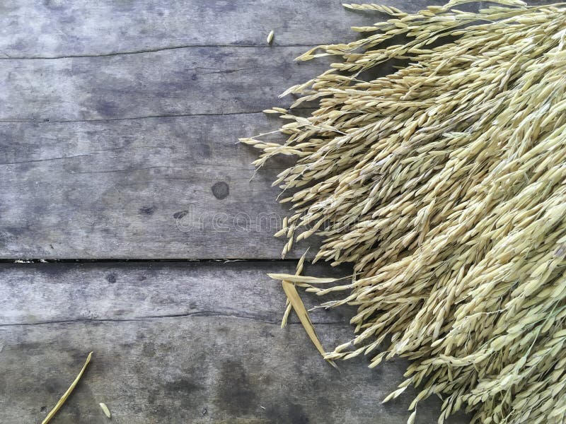 Dry Raw Rice Paddy Beautifully Tie with Brown Rope on Right Side Stock ...
