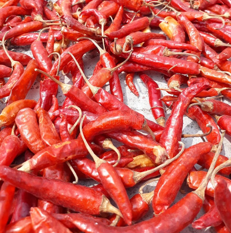 Dry Red Chilli (Morich) on the Roof Stock Image - Image of roof, morich ...