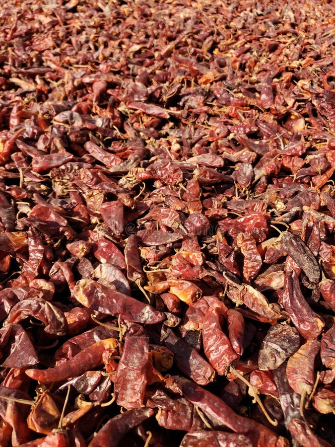 Dry Red Chilli Raw Chillies Stock Image - Image of chillies, chilli ...