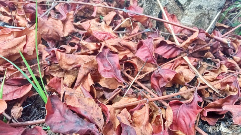 Dry red leaves stock photo. Image of leaf, nature, leaves - 206102696