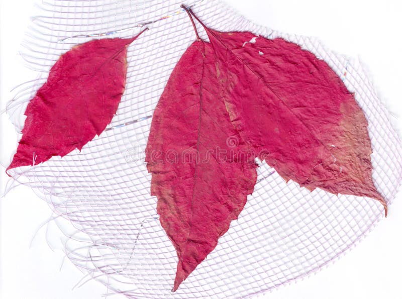 Dry red leaves stock image. Image of intersection, distortion - 23906793