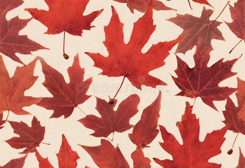 Dry Red Maple Leaves Seamless Pattern. AI Generated Stock Illustration ...