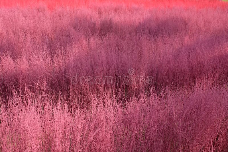 Dry Red Meadow Texture Background Stock Image - Image of beautiful ...