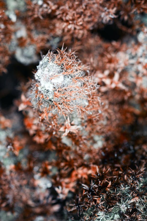 Dry red-white moss macro stock image. Image of invertebrate - 208768773