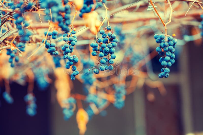 Dry Red Wine Grapes on the Grapevine Stock Photo - Image of grapes ...